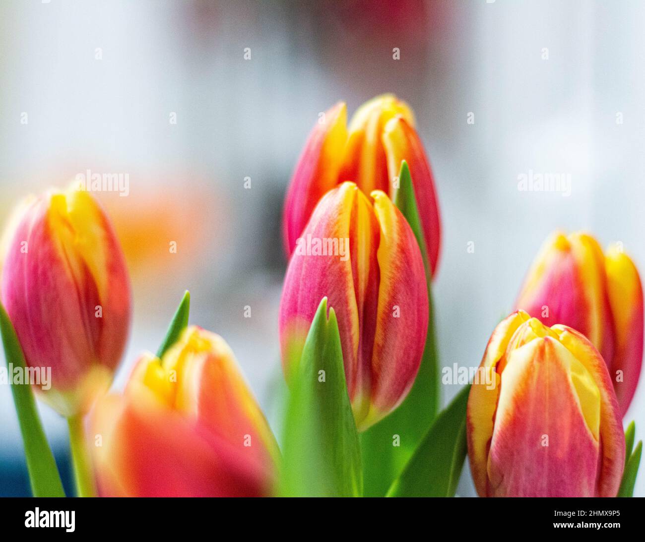 Beautiful tulip closeup. Detailed view of multiple tullips. A bouquet ...