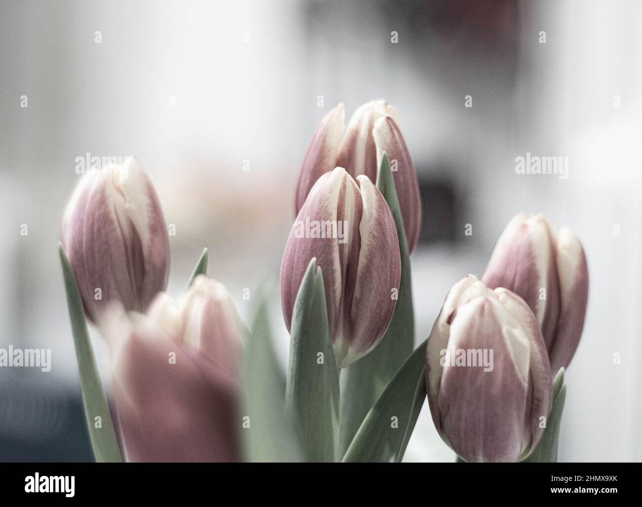 Beautiful tulip closeup. Detailed view of multiple tullips. A bouquet ...
