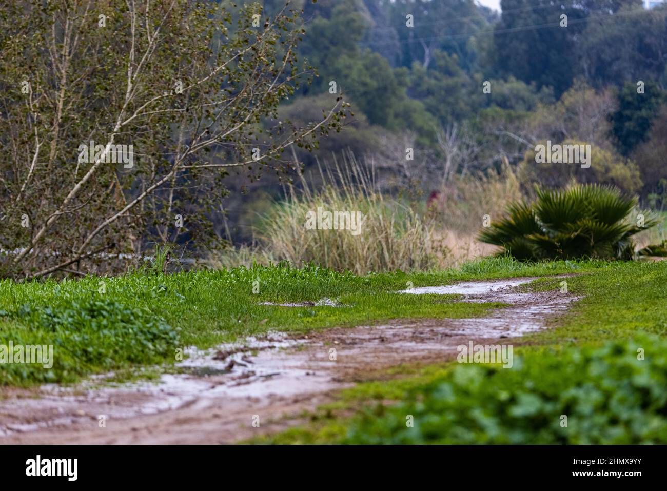 Wet leaves on trees hi-res stock photography and images - Alamy