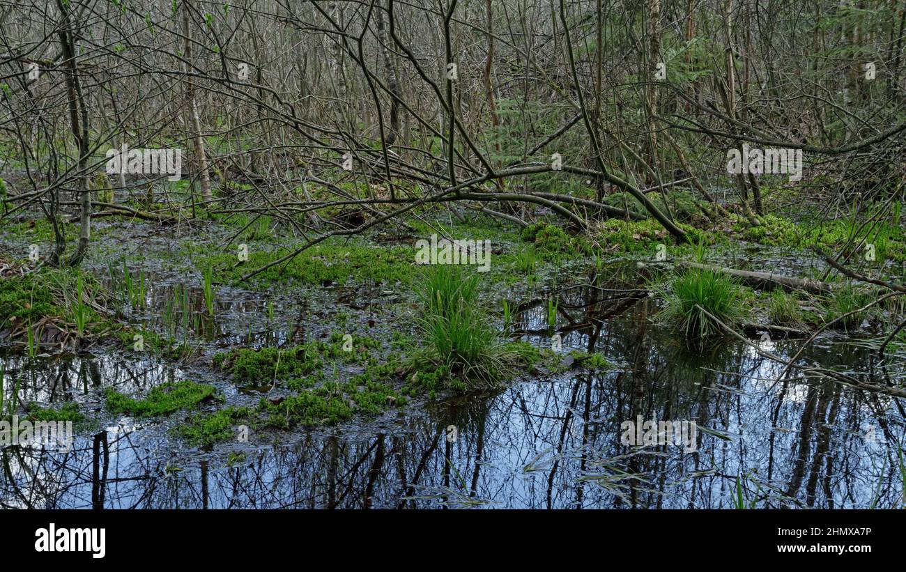 Swamp forest. Marsh vegetation. Landscapes of Russia Stock Photo - Alamy