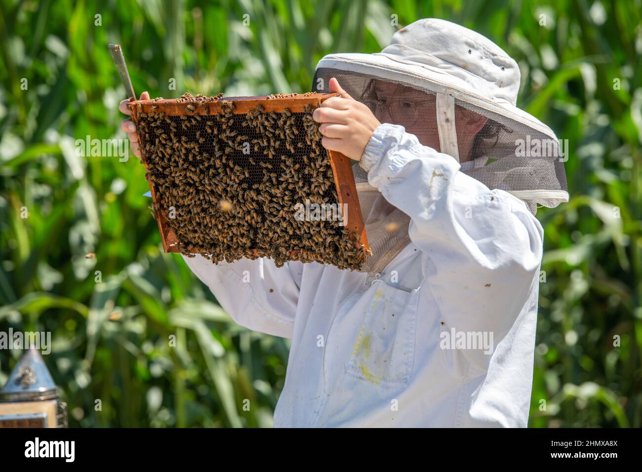 An apiarist checks an apiary frame Stock Photo - Alamy