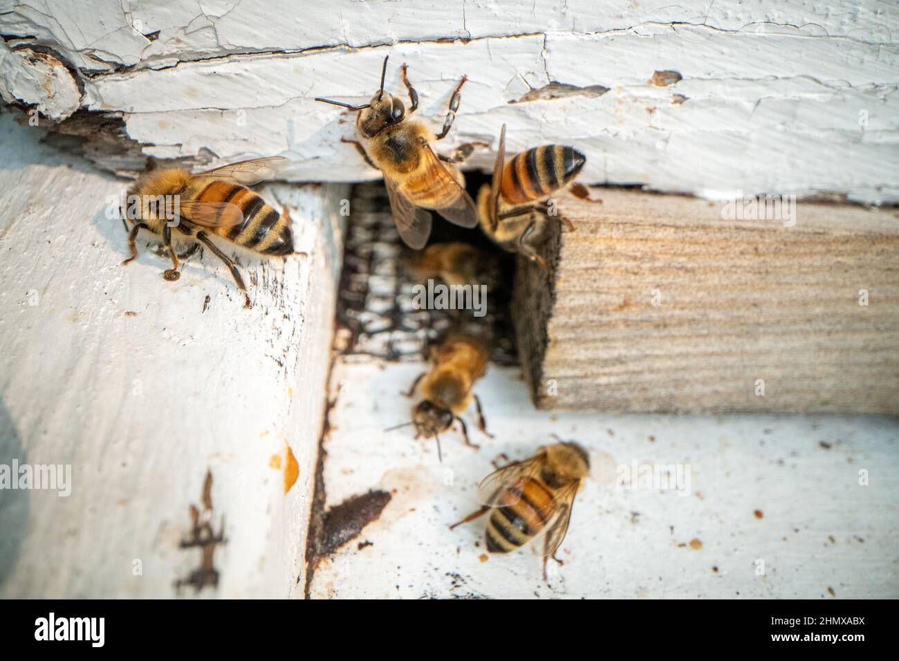 Honey bees crawling on the outside of the hive Stock Photo - Alamy