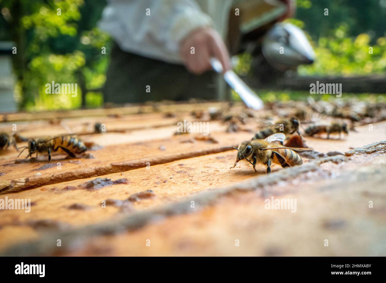 Honey bees crawling on the outside of the hive Stock Photo - Alamy