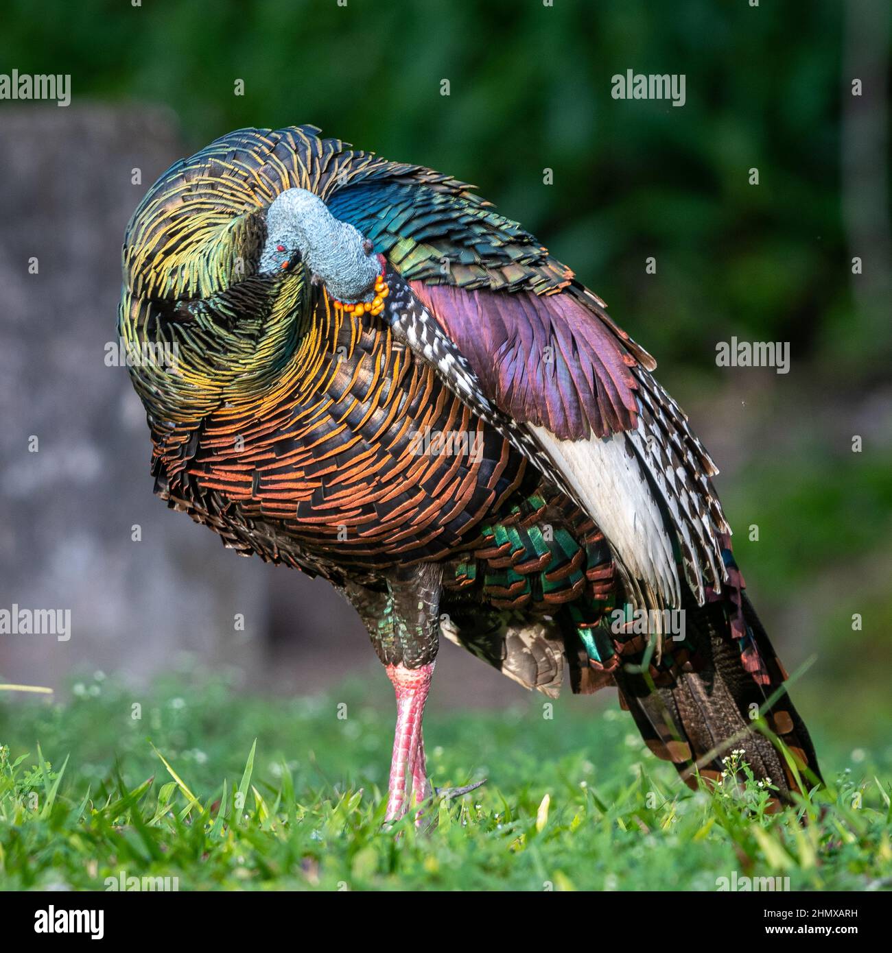 Ocellated Turkey in the jungle Tikal Guatemala Stock Photo - Alamy
