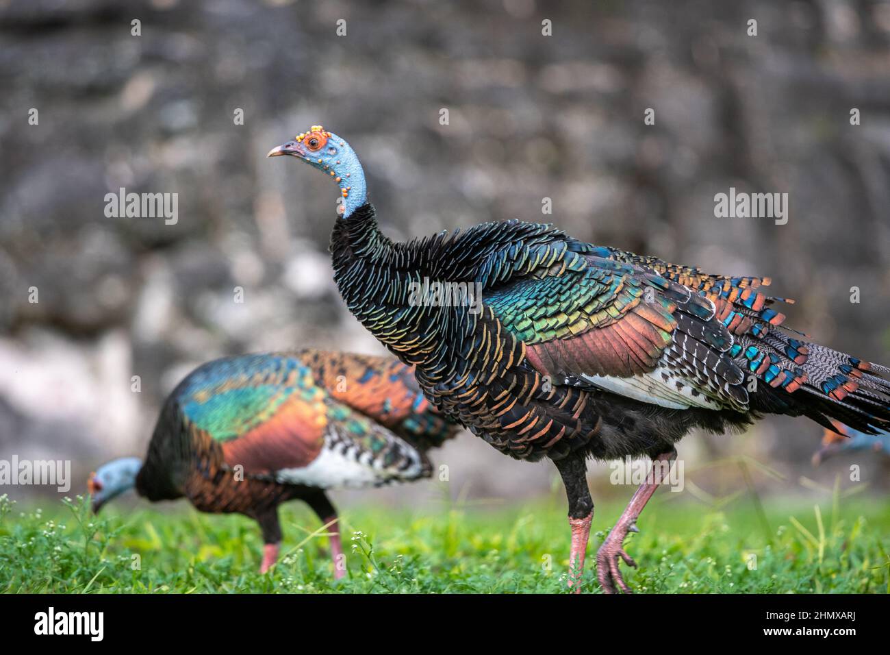 Ocellated Turkey in the jungle Tikal Guatemala Stock Photo - Alamy