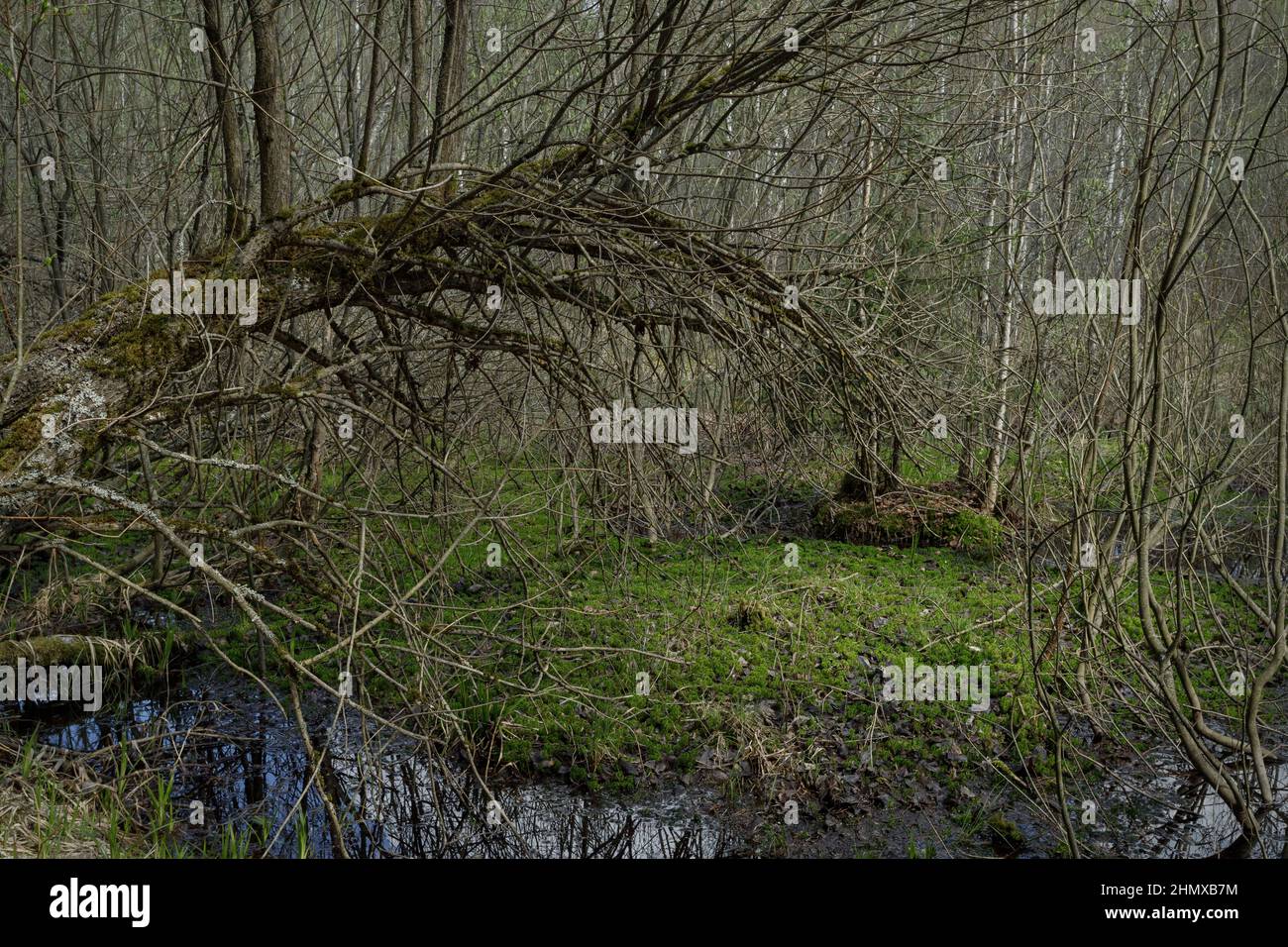 Swamp forest. Marsh vegetation. Landscapes of Russia Stock Photo - Alamy