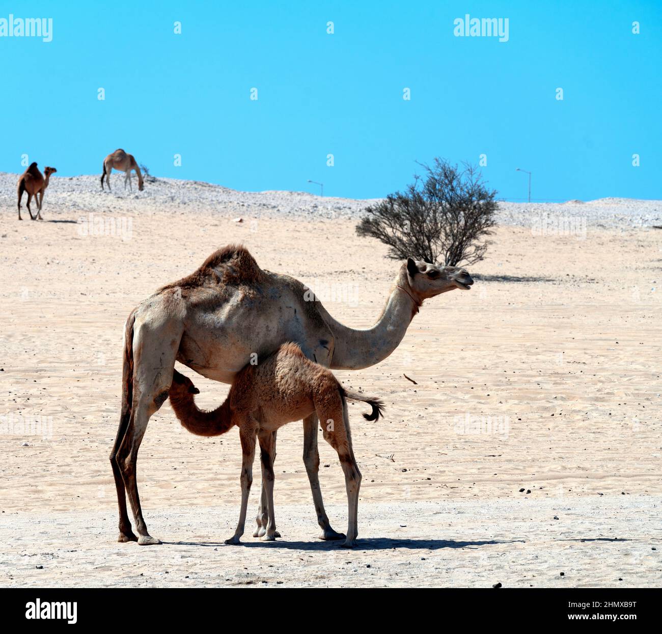 Dune safari qatar hi-res stock photography and images - Alamy