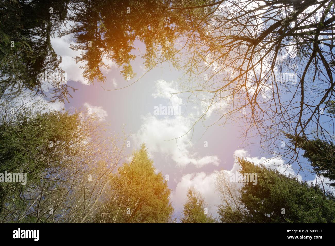 View of tree crowns in spring forest. Seasonal natural scene Stock ...