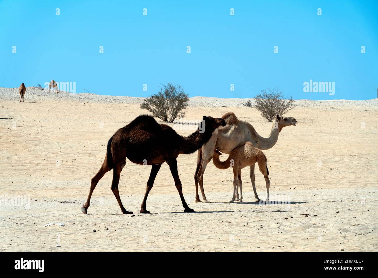 Dune safari qatar hi-res stock photography and images - Alamy