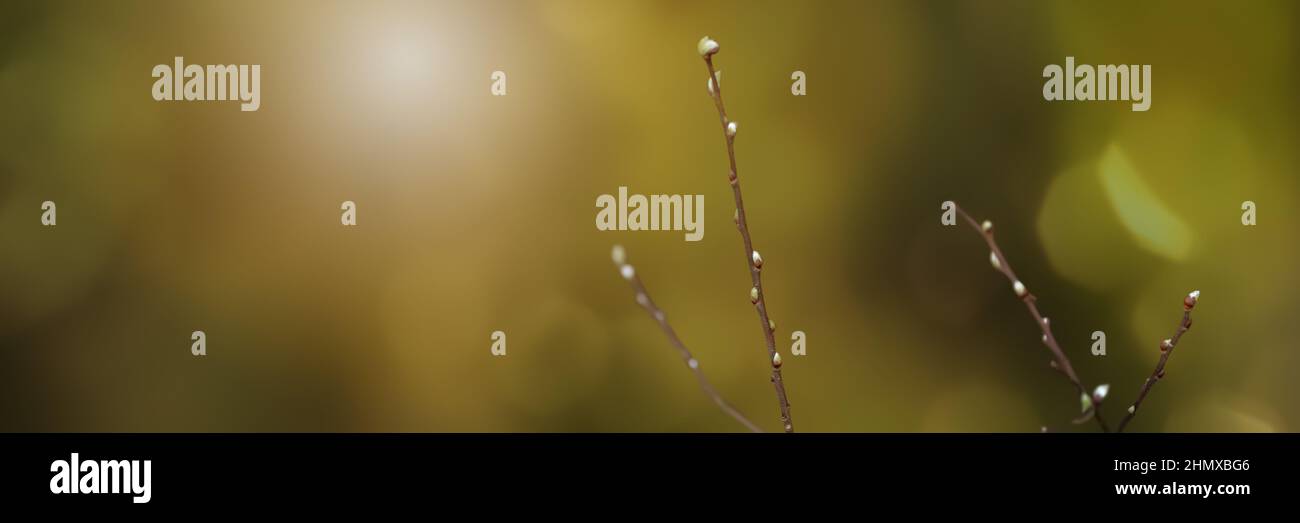spring background thin spring twigs with young fresh tree buds , spring ...
