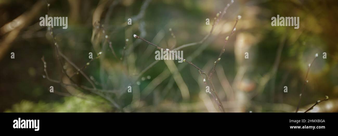 spring background thin spring twigs with young fresh tree buds , spring ...