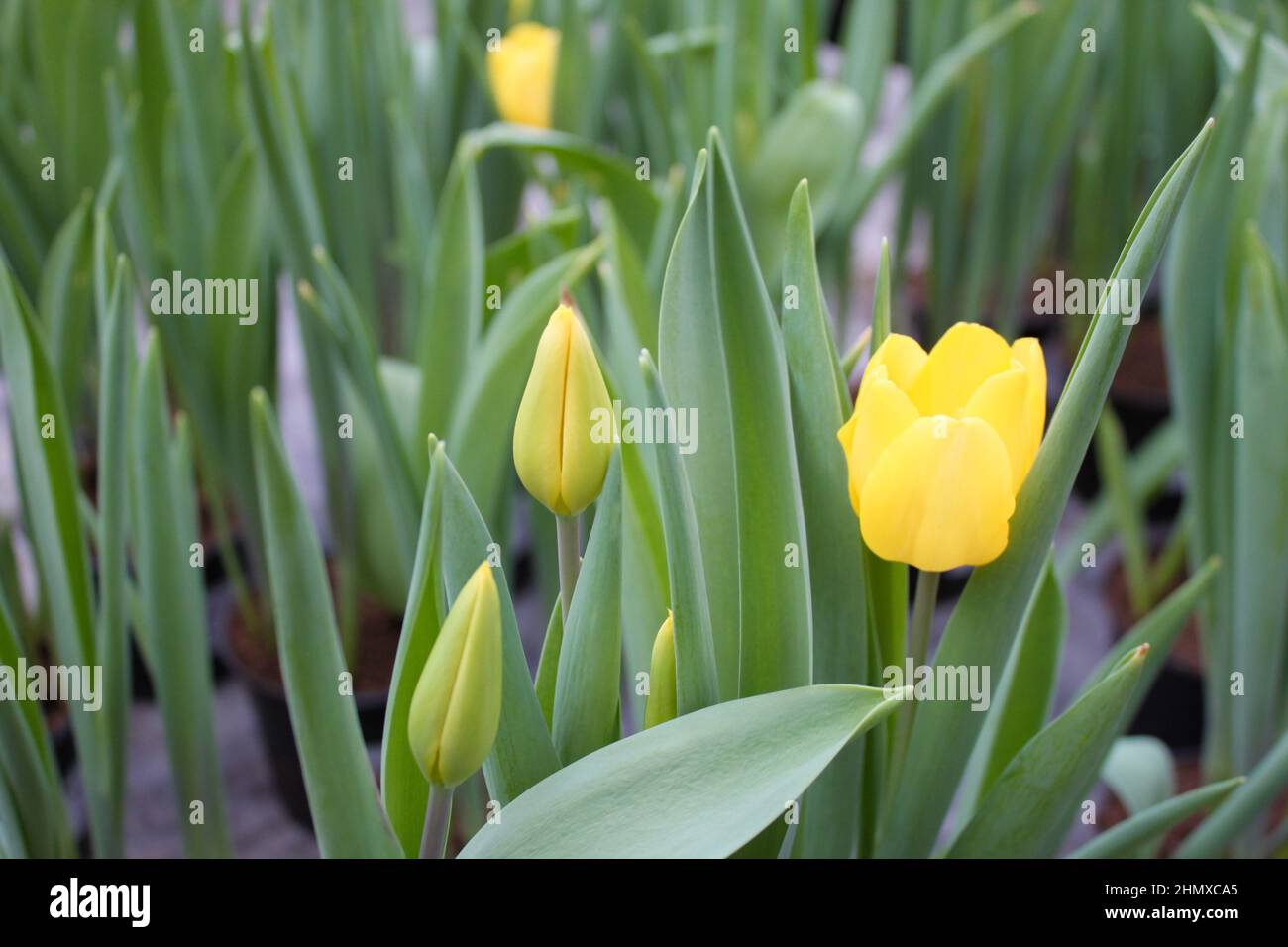 Close-up of breeding green Tulip sprouts with buds and one blooming ...