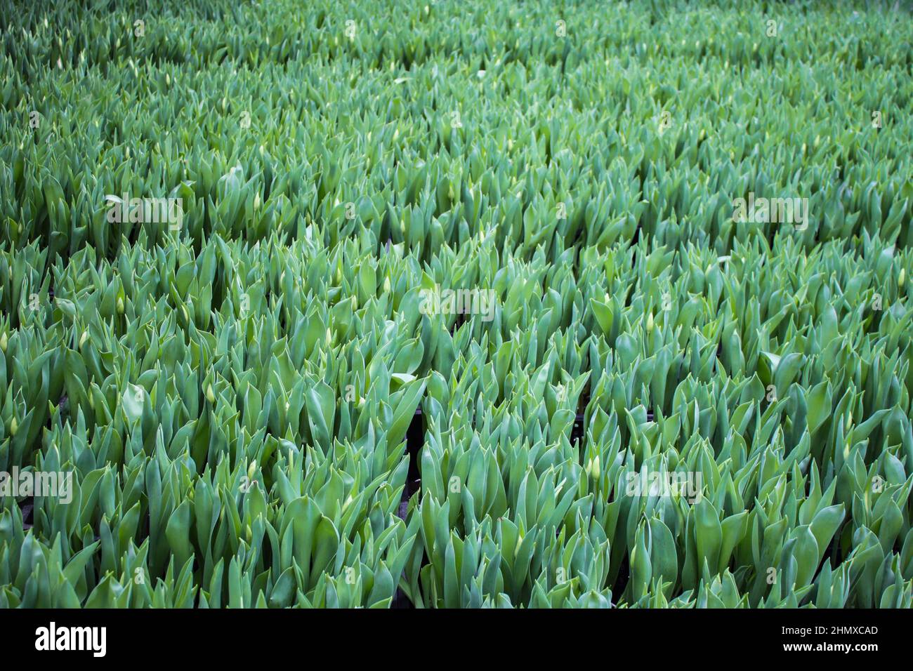 Lots of green Tulip sprouts with barely noticeable white buds. Growing ...