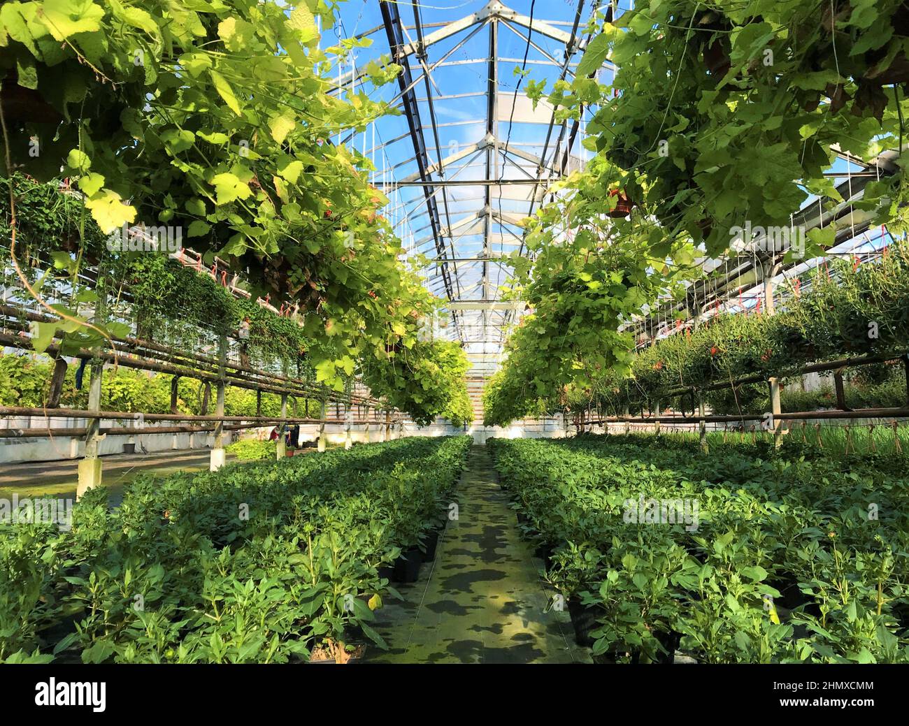 In a greenhouse pots with iris sprouts are on the left, false ...