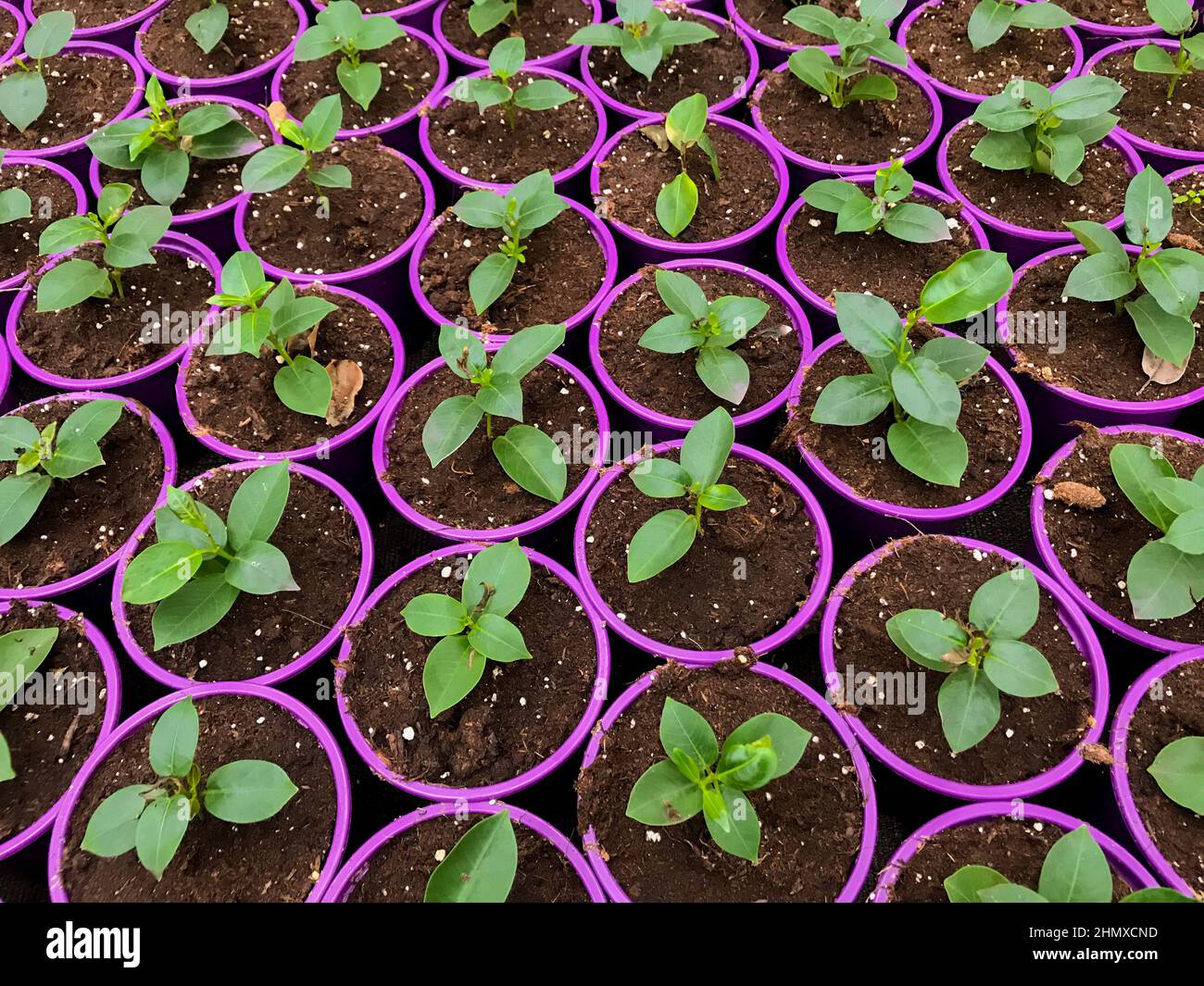 Sprout soil hi-res stock photography and images - Alamy