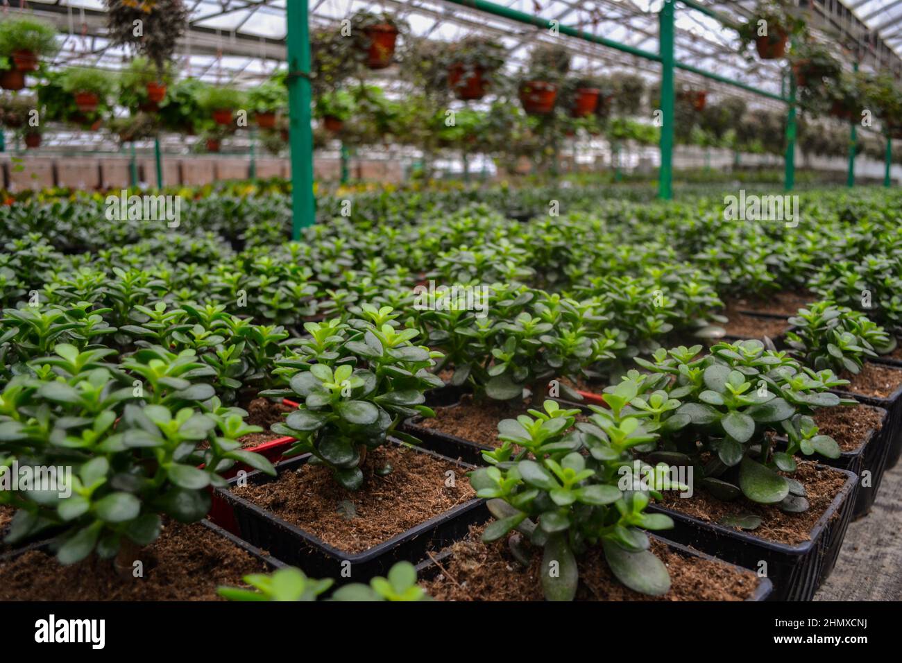 Many small green crassula plants, also known as the money tree, stand ...