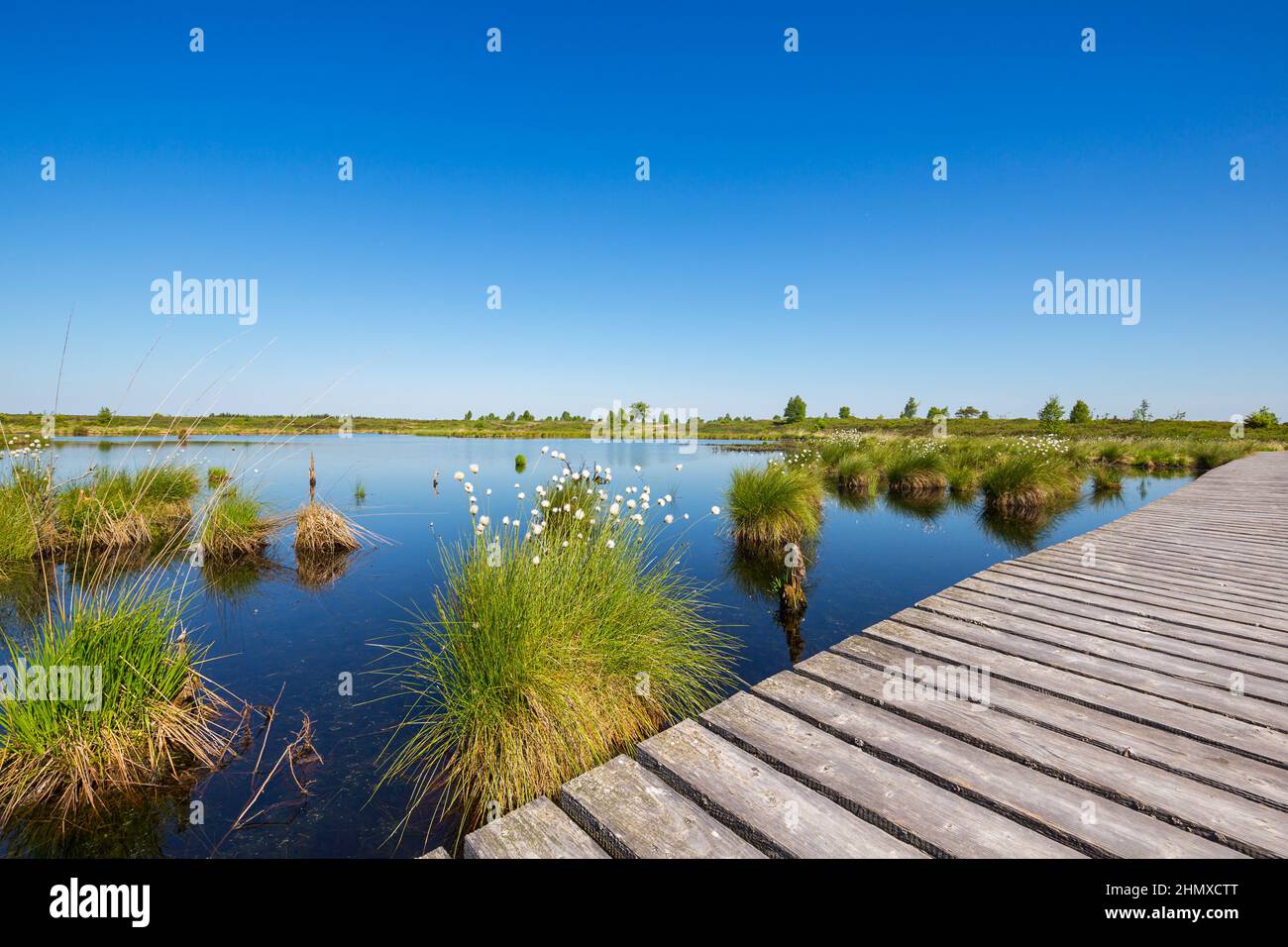 High Fens (Hautes Fagnes) bog nature landscape at spring Stock Photo ...