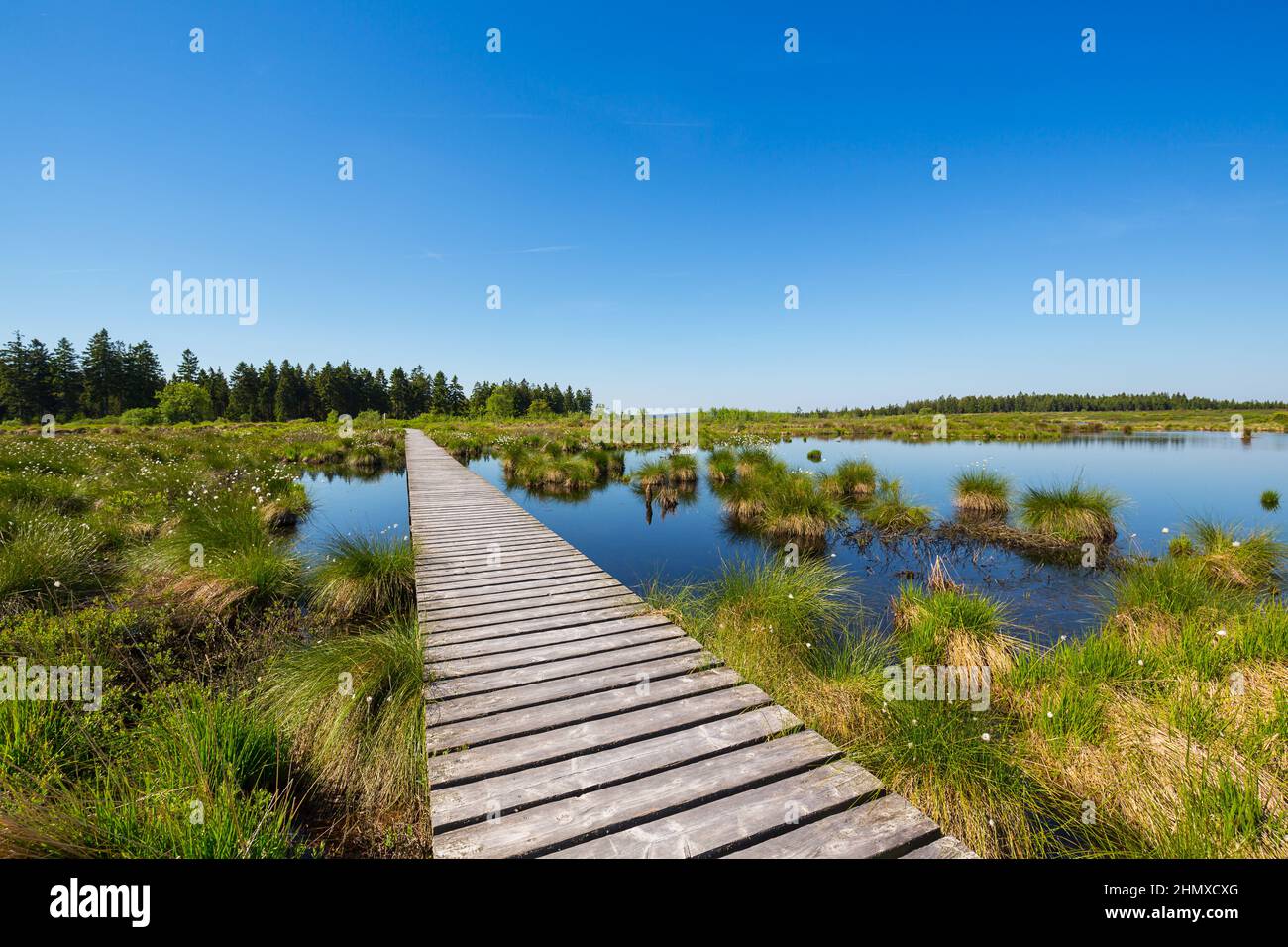 Cotton grass fens hi-res stock photography and images - Alamy