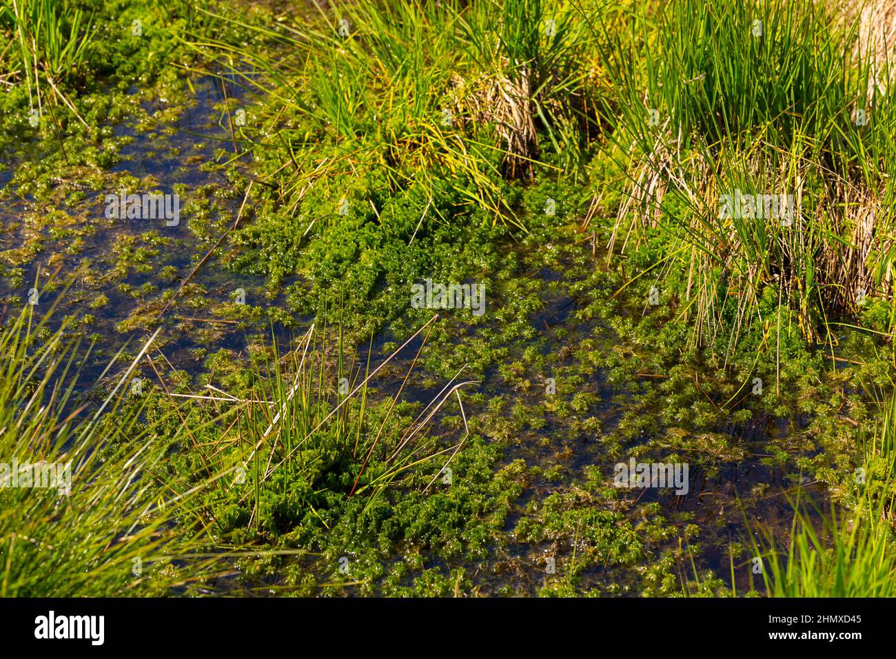 bog plants at the Hautes Fagnes Stock Photo - Alamy