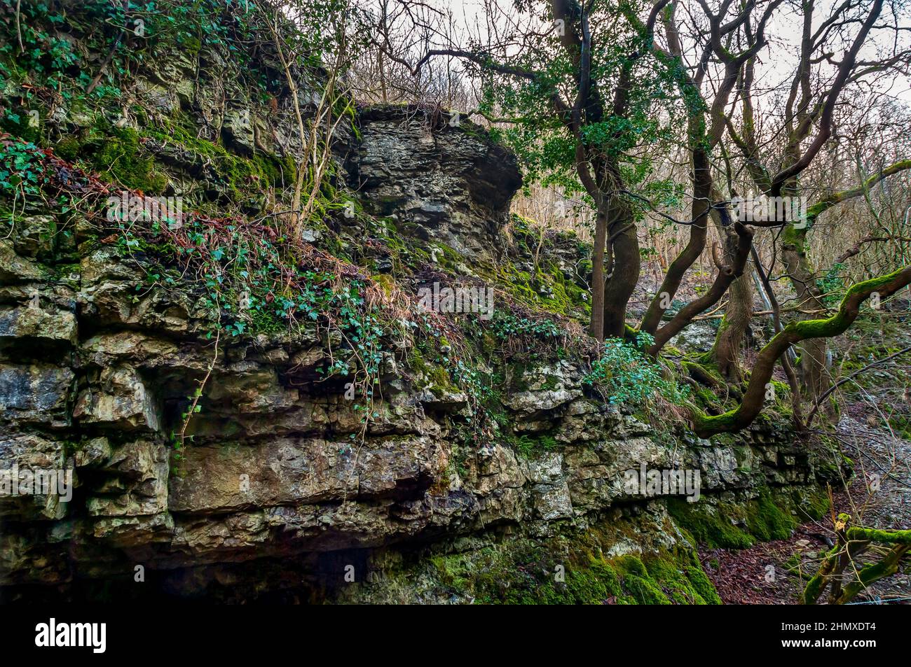 Heavily-overgrown limestone outcrops with twisted trees growing from ...