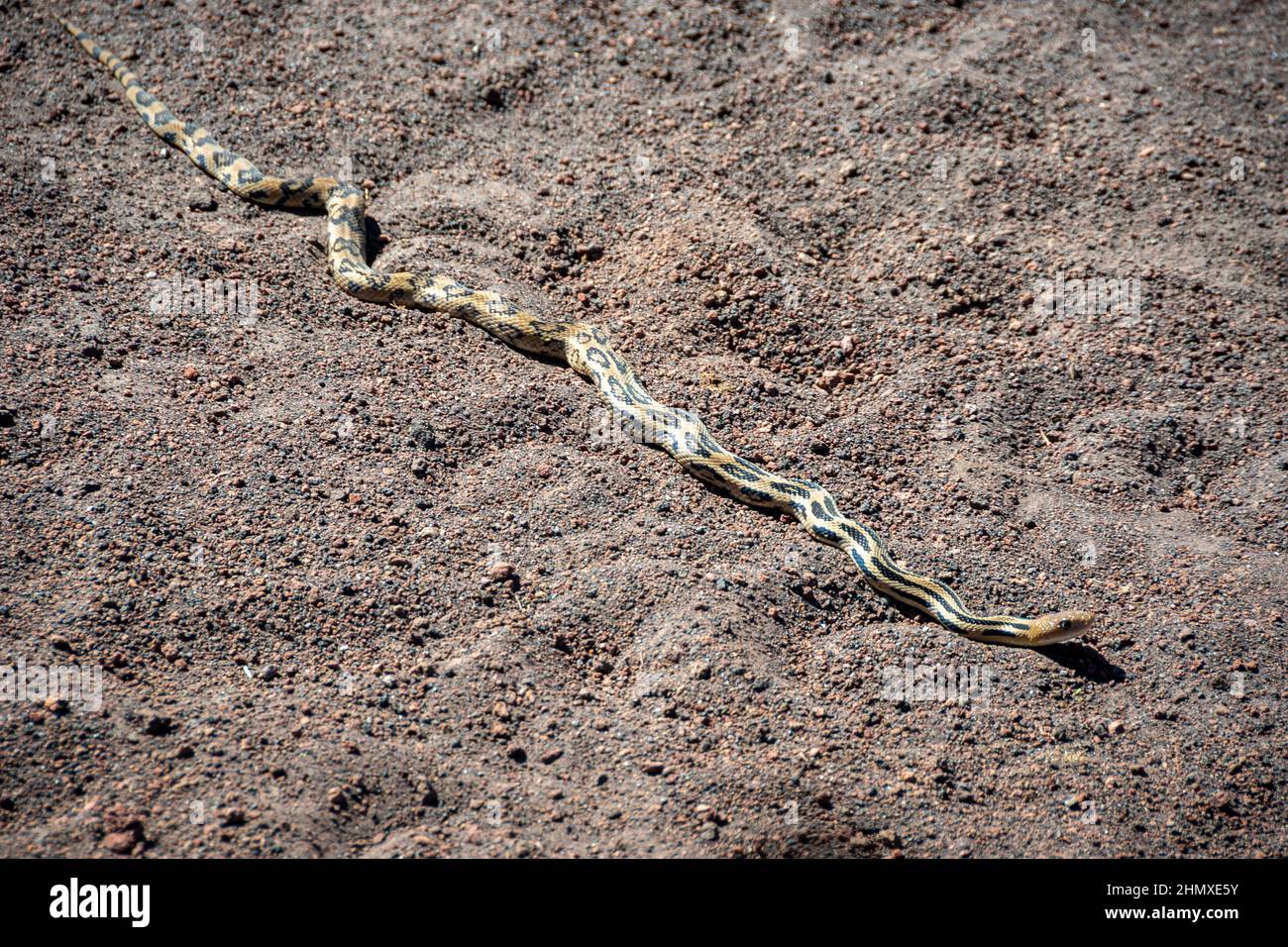 mexican pine snake at Pacaya Volcano (Pituophis lineaticollis ...