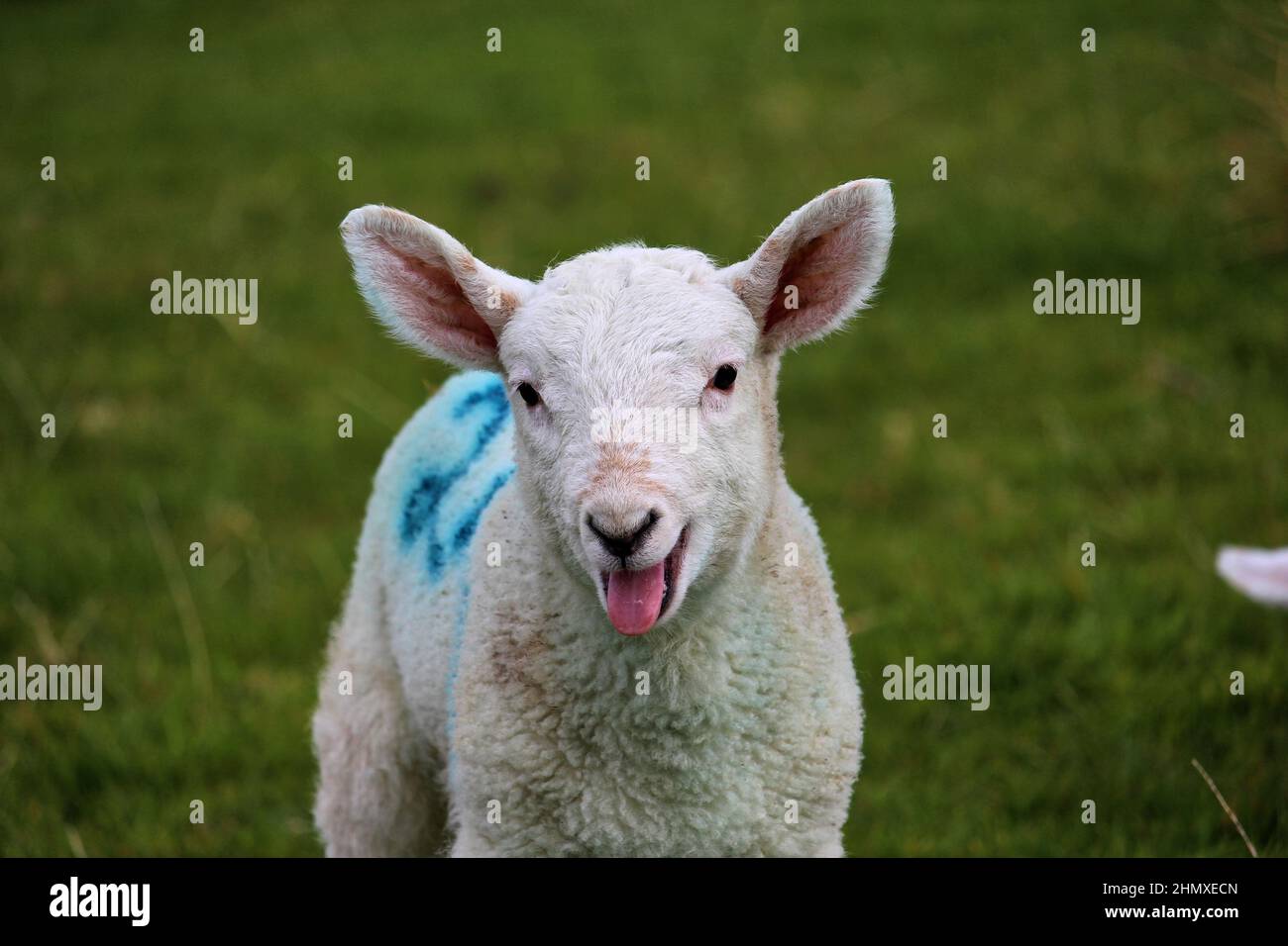 Lamb in a field Stock Photo - Alamy