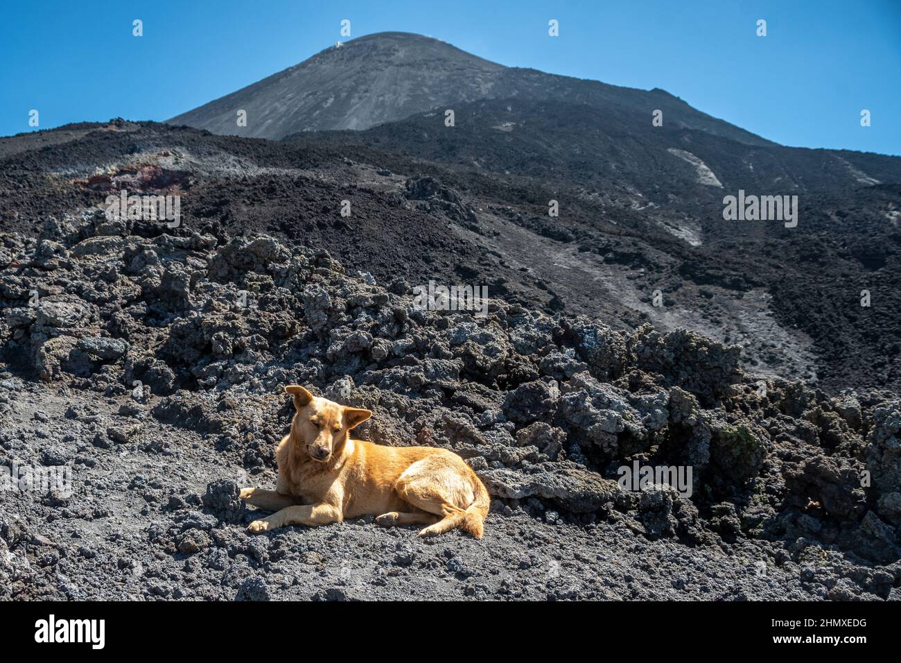 dog at Pacaya Volcano Stock Photo - Alamy