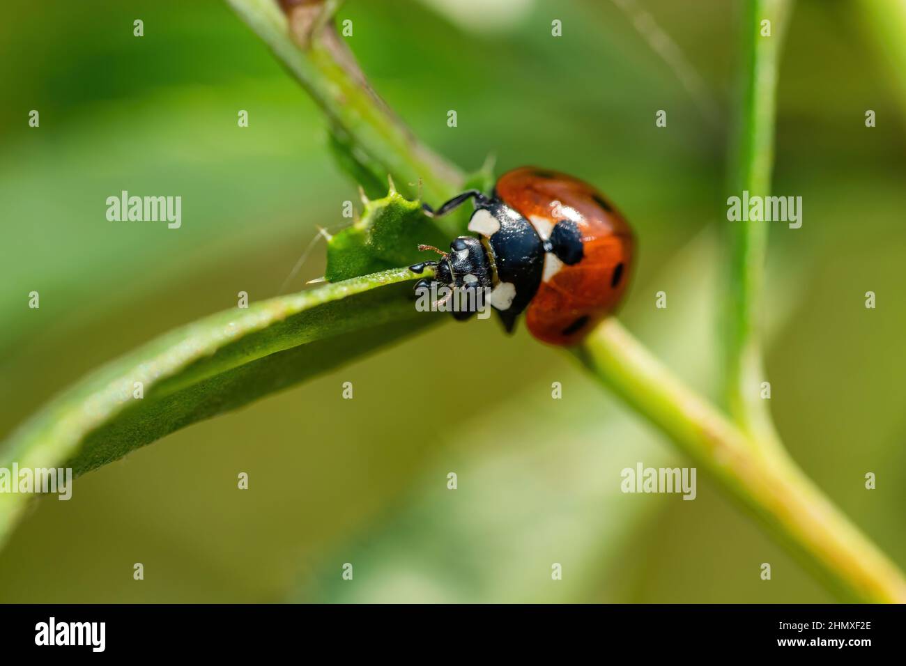 Ladybird in sunshine hi-res stock photography and images - Alamy