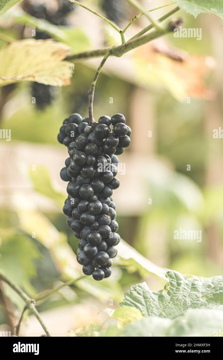 Bunch of fresh ripe organic grape with leaves in vineyards in early ...
