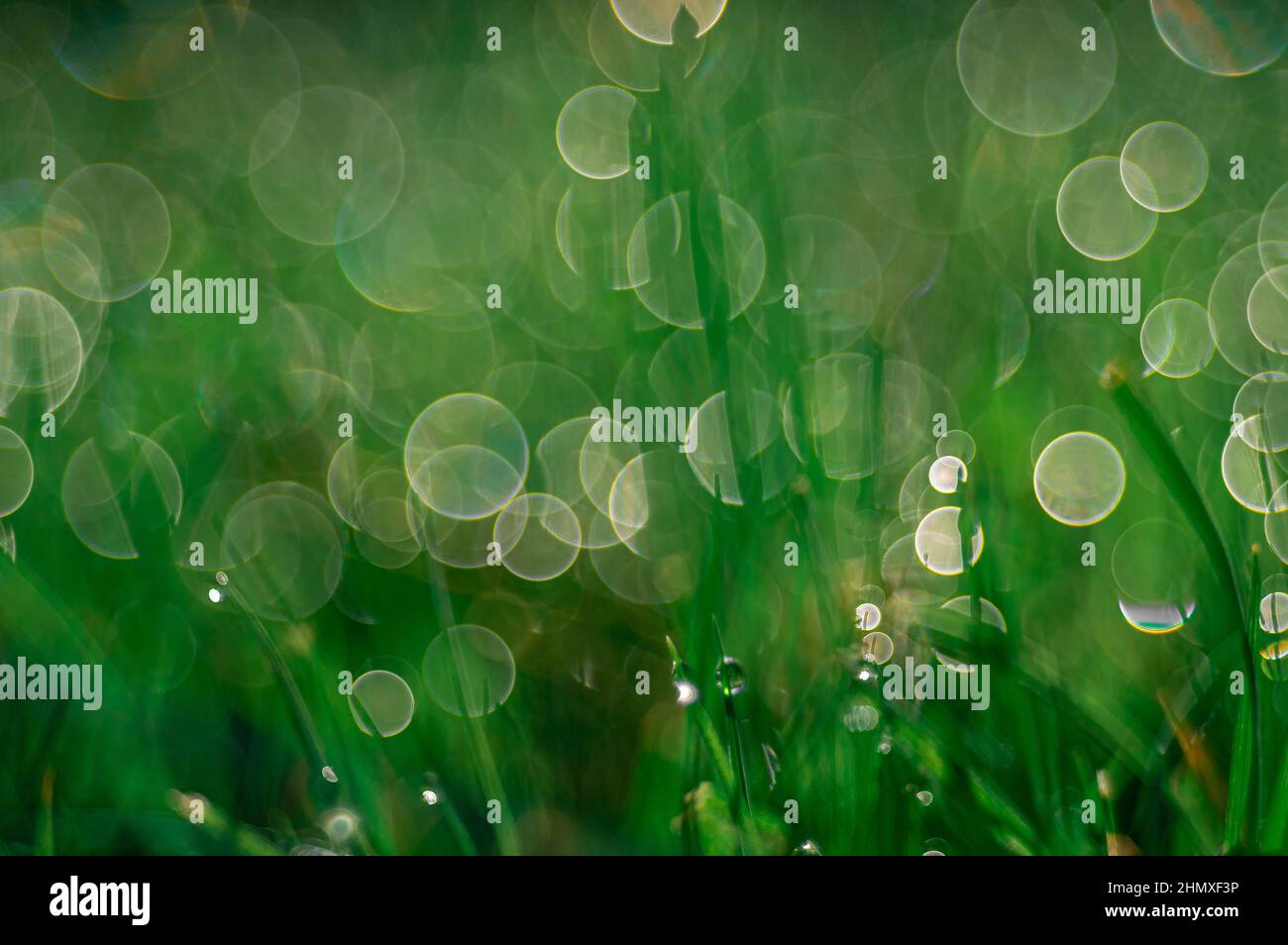 Green nature design hi-res stock photography and images - Alamy