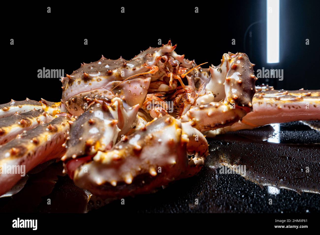 Raw live Kamchatka crab Paralithodes camtschatica, isolated on a black ...