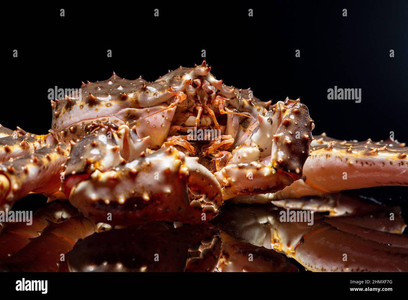 Raw live Kamchatka crab Paralithodes camtschatica, isolated on a black ...