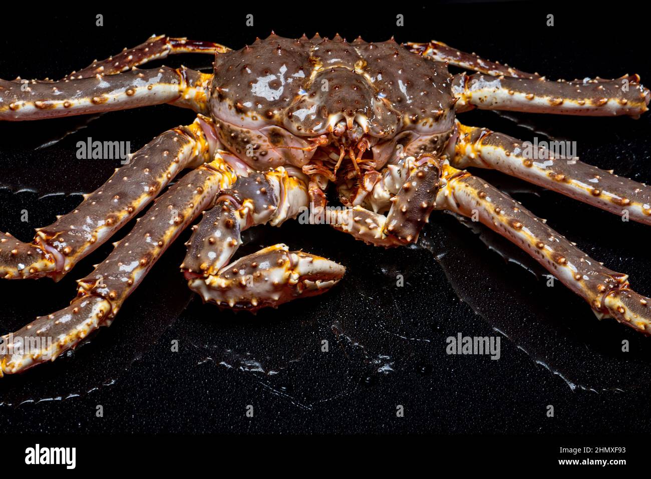 Raw live Kamchatka crab Paralithodes camtschatica, isolated on a black ...