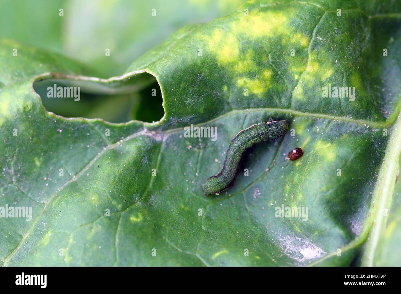 Young caterpillar of the cabbage moth (Mamestra brassicae) on a sugar ...