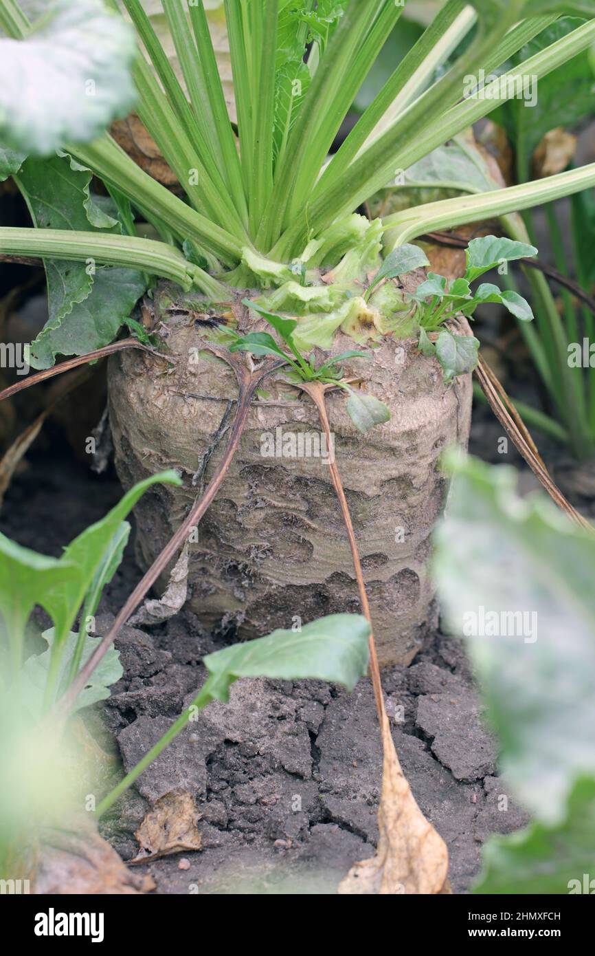 Sugar beet root damaged by agrophagous caterpillars of Noctuidae family ...