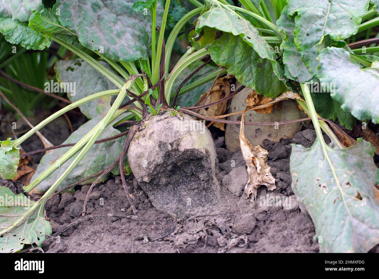 Sugar beet root damaged by animals - deer and wild boar Stock Photo - Alamy