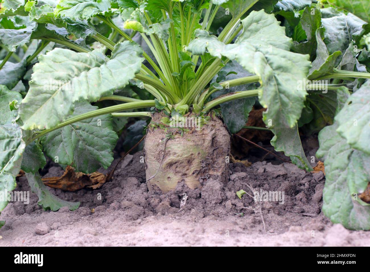 Sugar beet root damaged by agrophagous caterpillars of Noctuidae family ...
