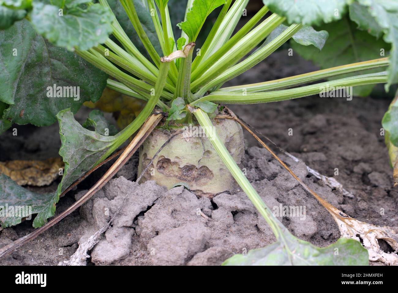 Sugar beet root damaged by agrophagous caterpillars of Noctuidae family ...