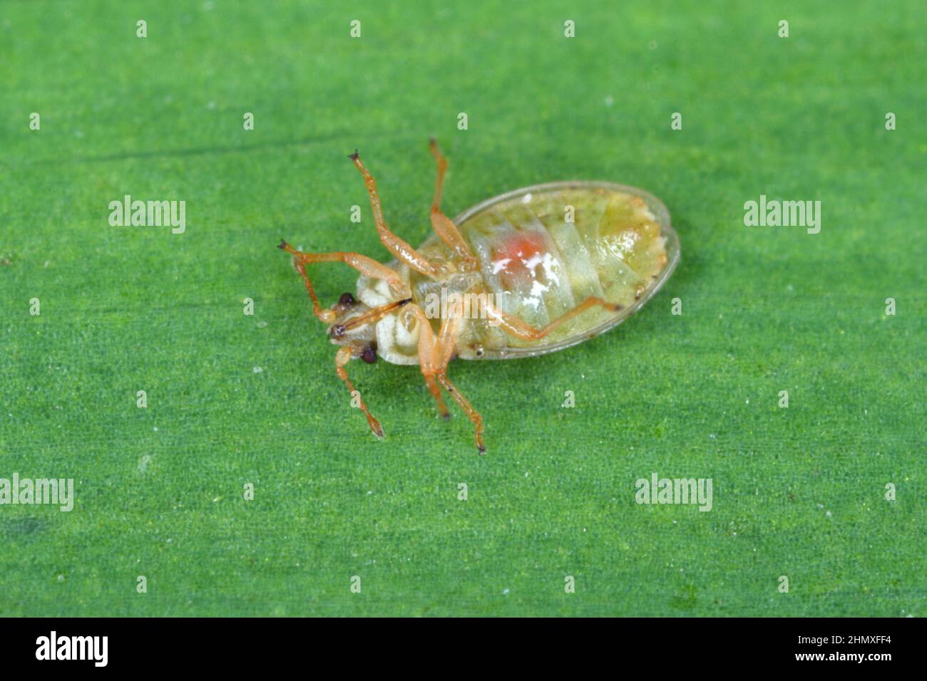 Piesma also Parapiesma quadratum (Piesmidae) called also Beet lace-bug ...