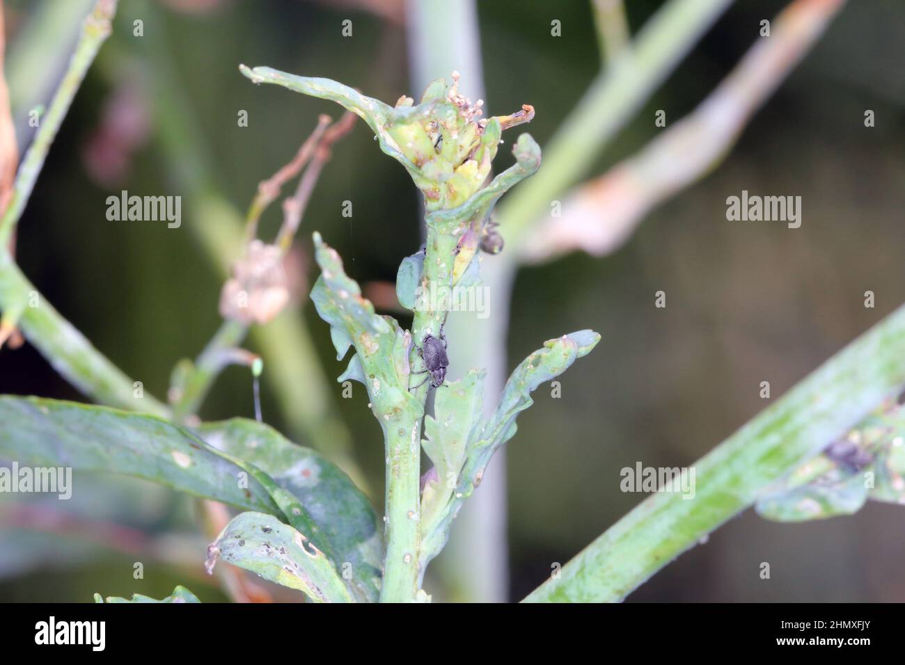 The cabbage seed pod weevil, Ceutorhynchus obstrictus (formerly called ...
