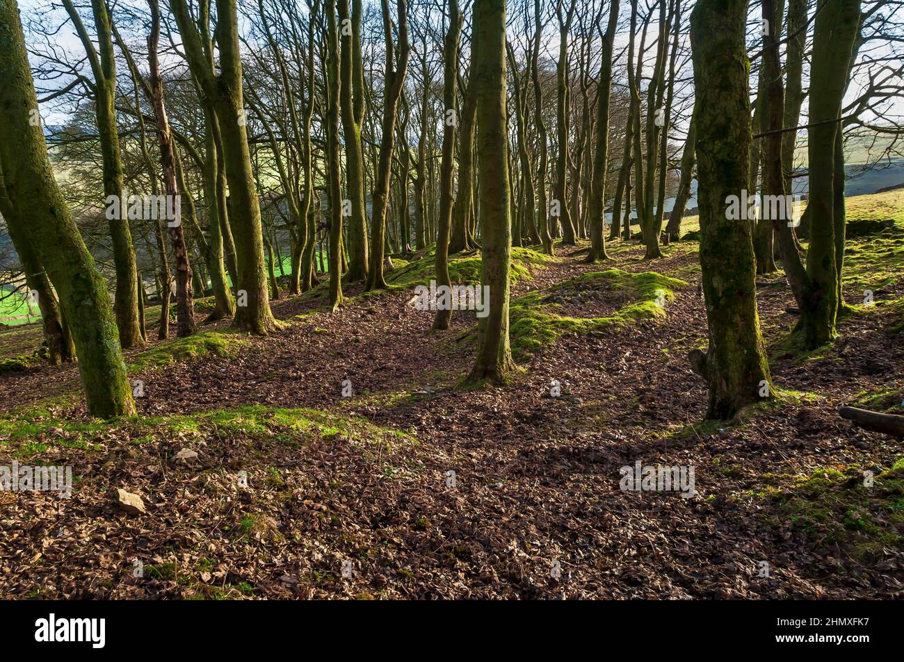 Hillocks, hollows and the ruins of old buildings at the site of ...
