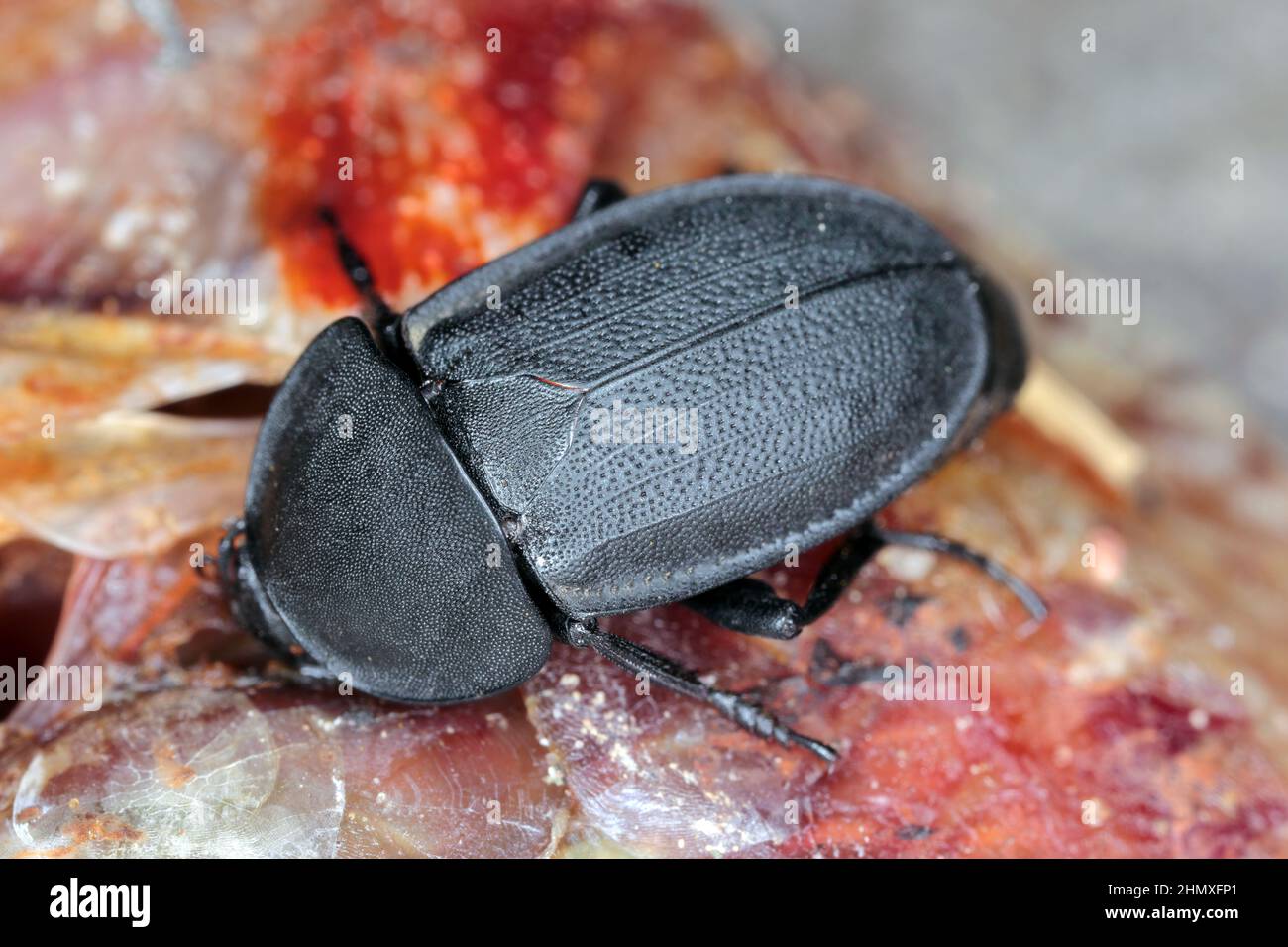Beetle, an insect on a dead fish. High magnification. Macro photo Stock ...
