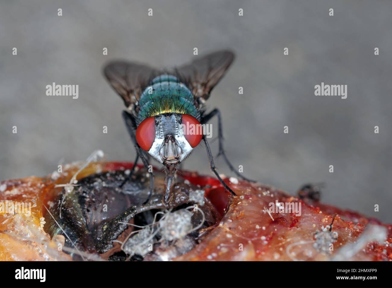 Dead fish habitat hi-res stock photography and images - Alamy