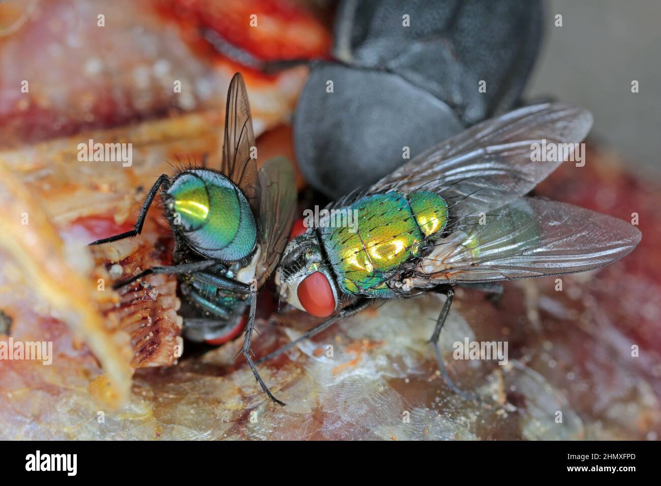 Animal dead fish hi-res stock photography and images - Alamy