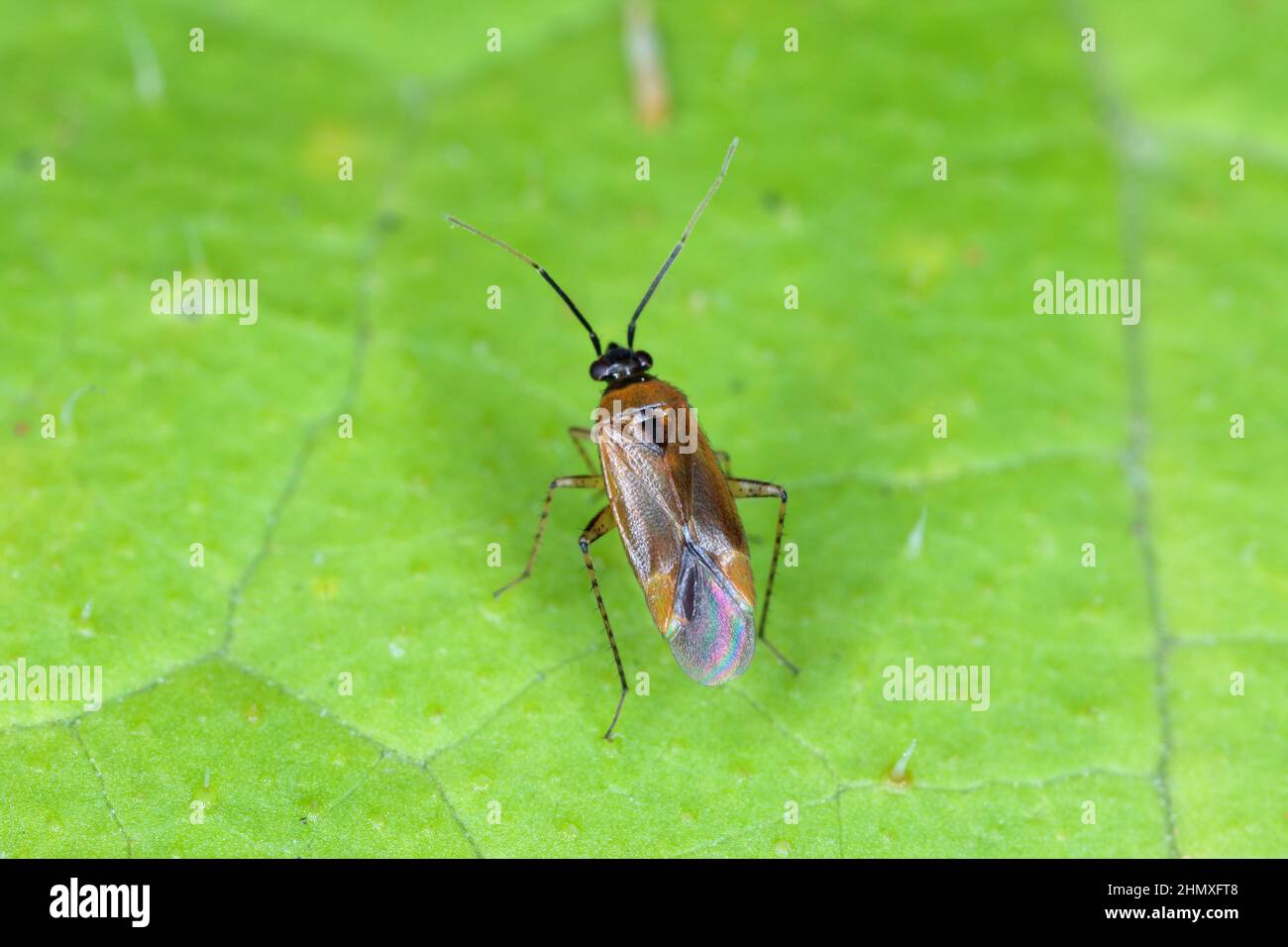 Capsid bug Miridae. An insect on a green leaf Stock Photo - Alamy