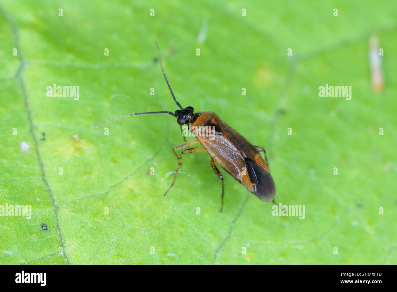 Capsid bug Miridae. An insect on a green leaf Stock Photo - Alamy