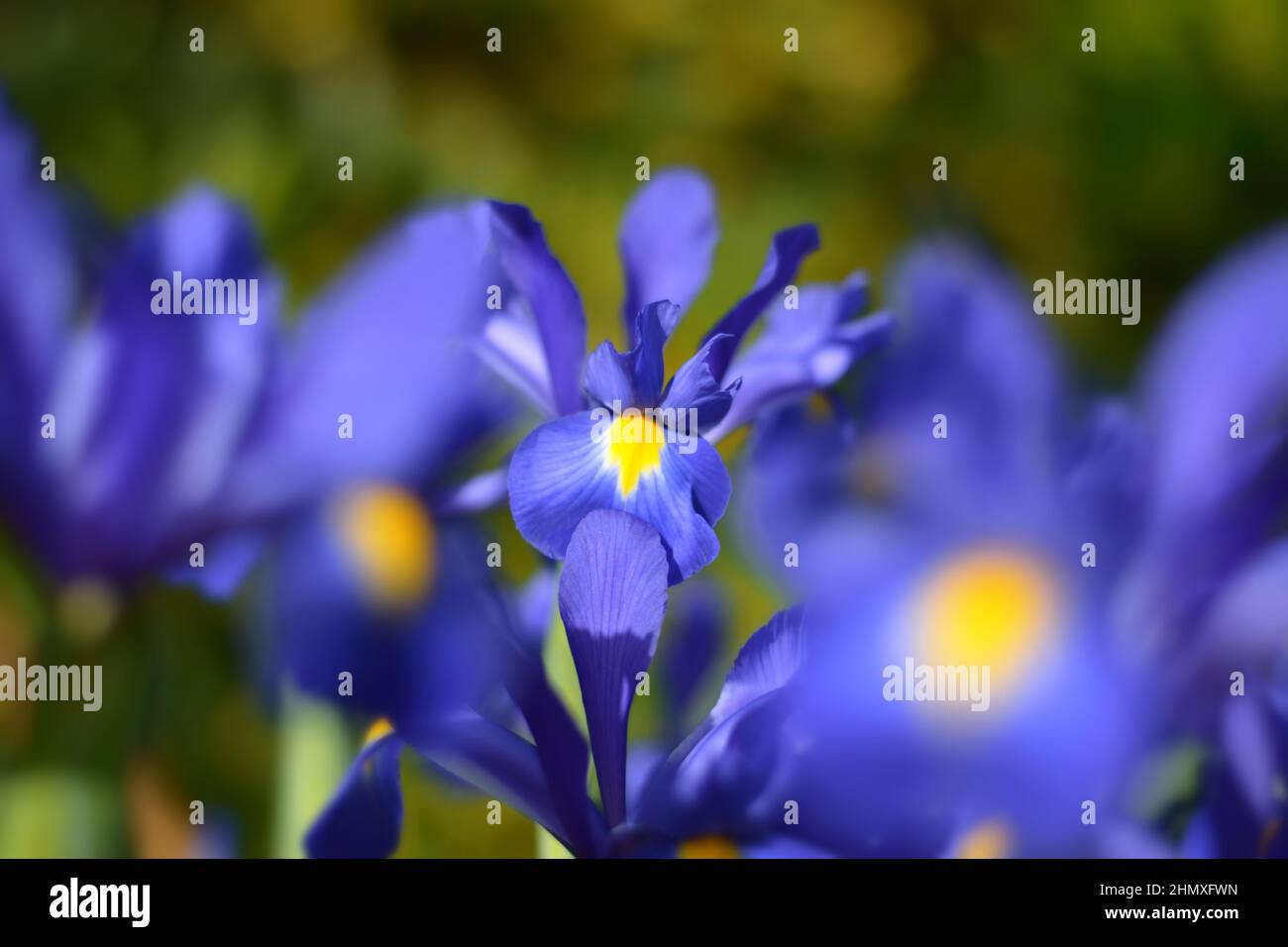 Rabbit ear ir hi-res stock photography and images - Alamy