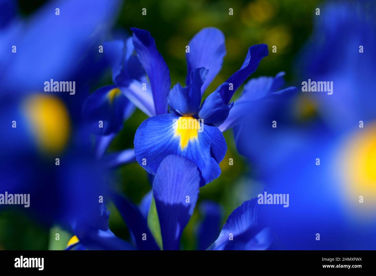 Bearded lily flower flowers hi-res stock photography and images - Alamy