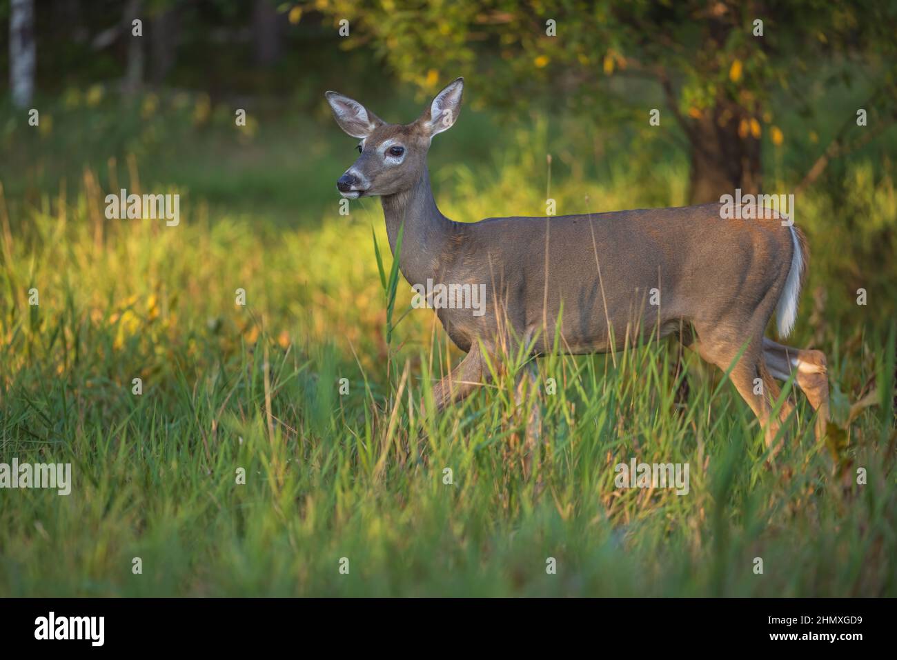 White-tailed doe in a northern Wisconsin meadow Stock Photo - Alamy
