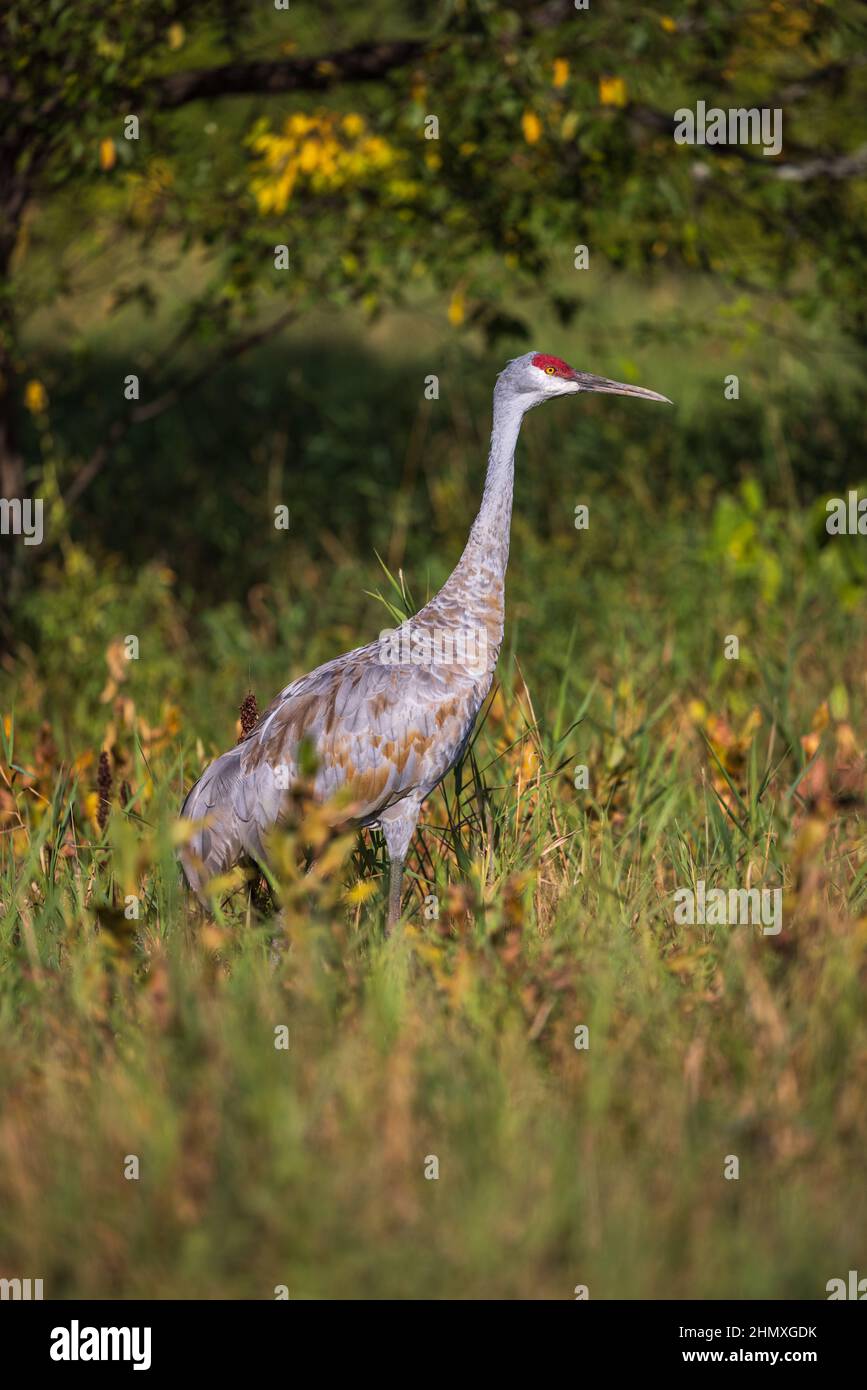 Sandhill crane in northern Wisconsin Stock Photo - Alamy